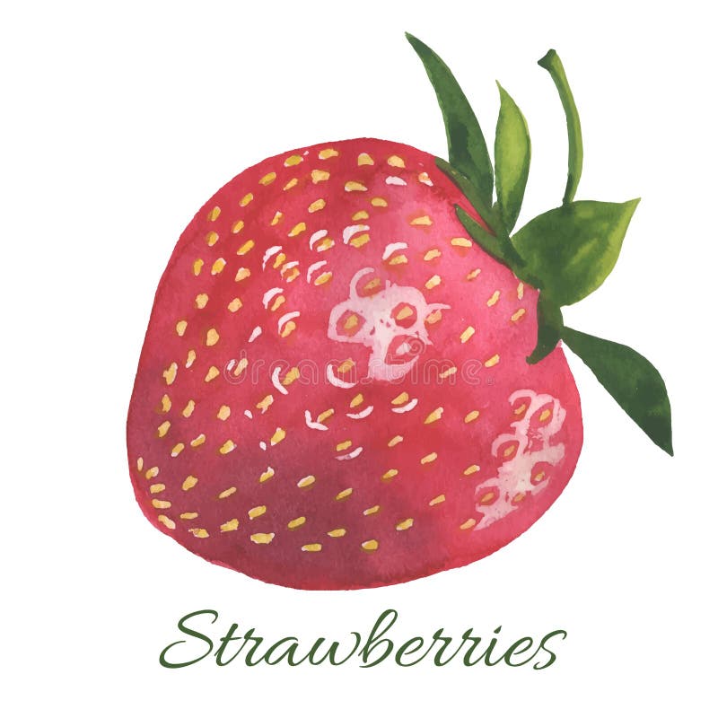 Hand Drawn Illustration of Strawberry Stock Vector - Illustration of ...