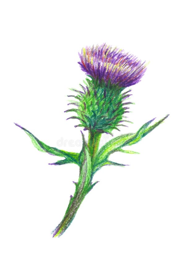 Hand Drawn Illustration of a Thistle Flower Stock Photo - Image of ...