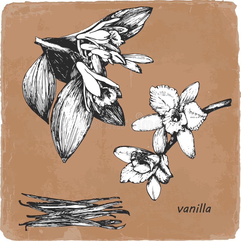 Hand-drawn Illustration of Vanilla. Vector Stock Vector - Illustration ...