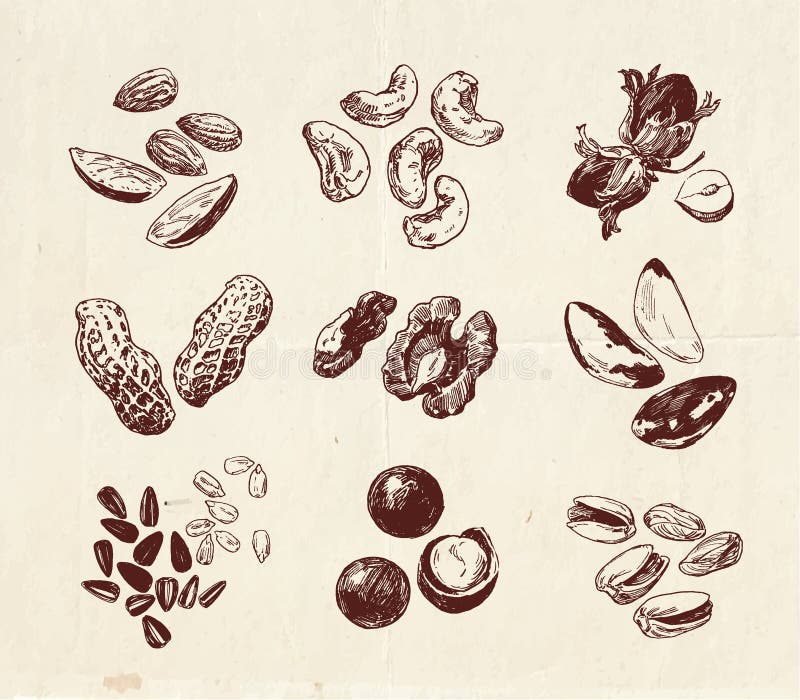 Drawing of nuts and seeds stock vector. Illustration of drawn - 228029780