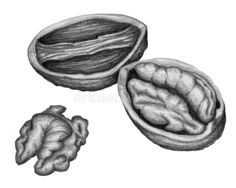 Hand Drawn Illustration of a Walnut Fruit. Pencil Graphite Drawing ...
