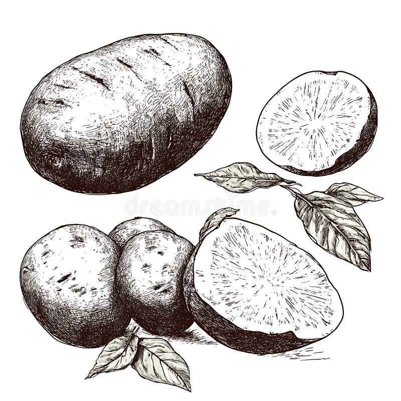 Hand-drawn Illustration of Whole and Sliced Potatoes with Leaves Ink ...