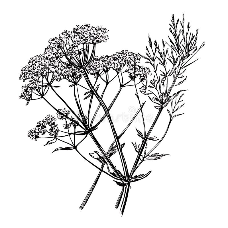 Hand-drawn Illustration of Yarrow and Other Herbs Stock Illustration ...