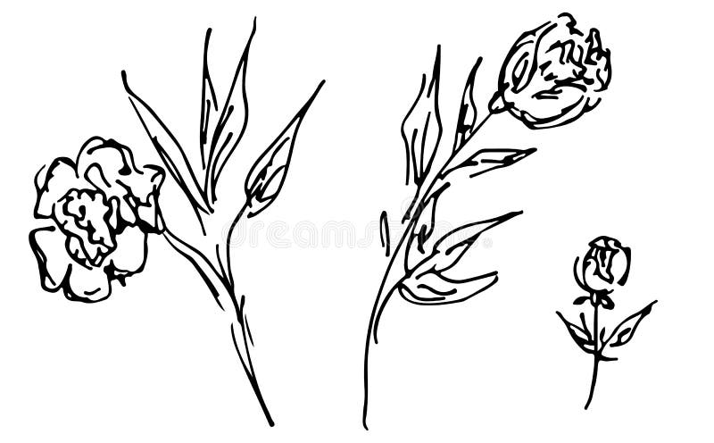 Hand Drawn Illustrations of Abstract Set of Roses Flower Isolated on ...