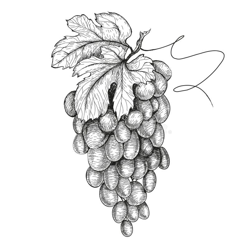 Hand Drawn Illustrations of Grapes Stock Vector - Illustration of ...