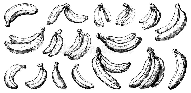 Hand-drawn Illustrations of Various Banana Bunches and Shapes Stock ...