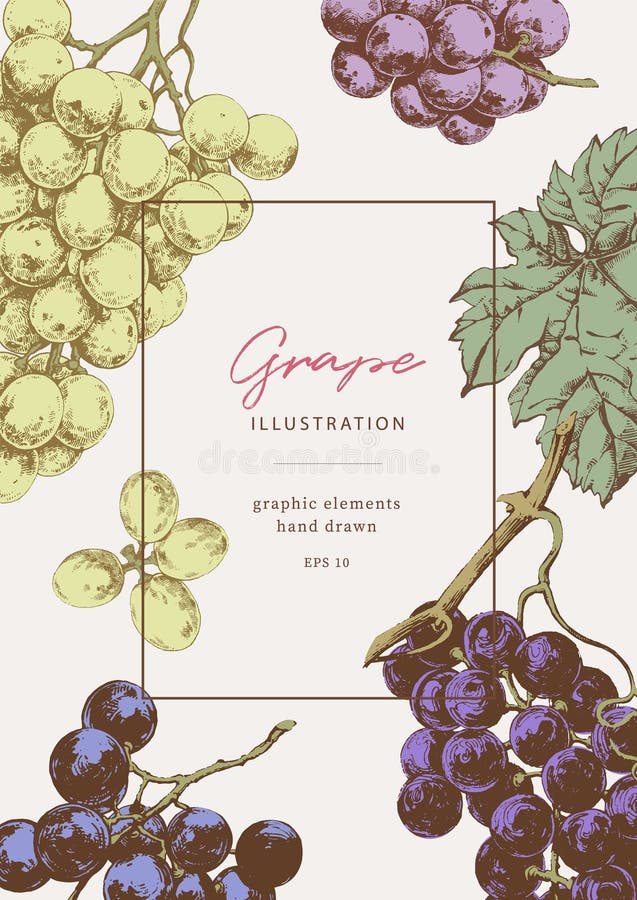 Hand Drawn Coloured Grape Vertical Banner Stock Vector - Illustration ...