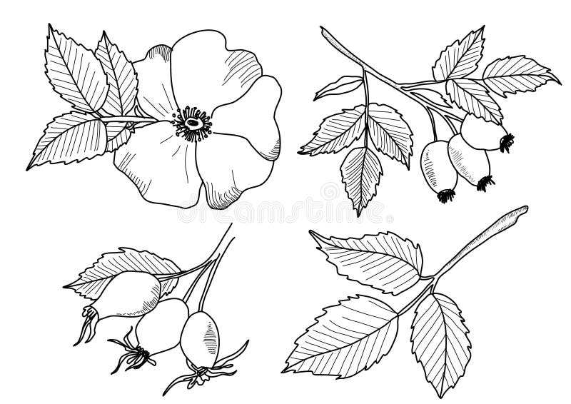 Hand Drawn Illustrations of Wild Rose Flowers Isolated on White ...