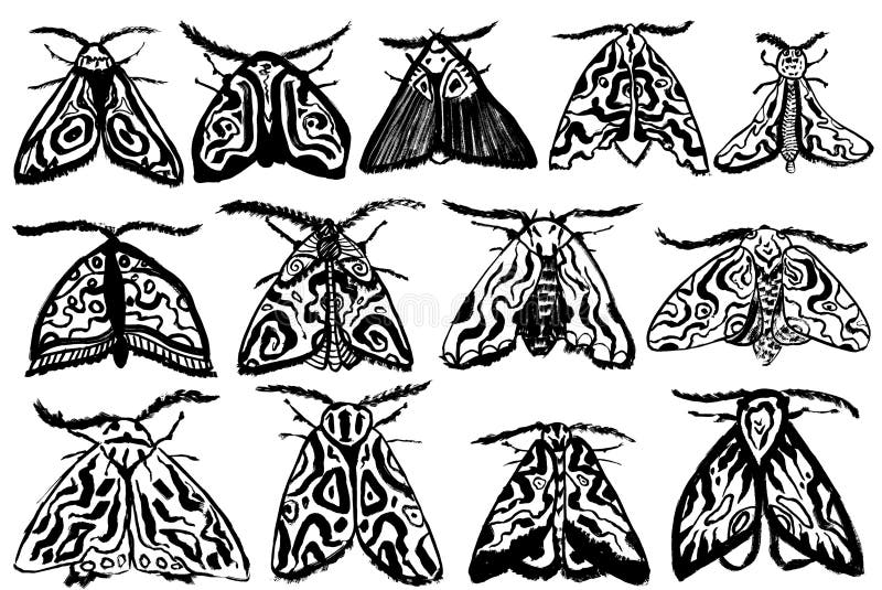 Hand Drawn Ink Brush Night Moth Set Stock Illustration - Illustration ...