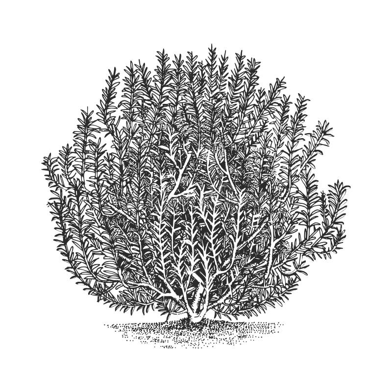 Hand Drawn Ink Illustration of Bush Stock Vector - Illustration of ...