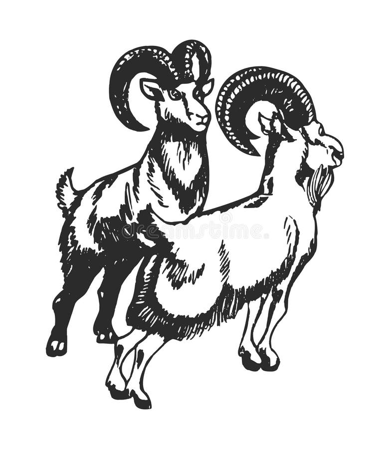 Hand Drawn Ink Illustration of Ram Stock Vector - Illustration of ...
