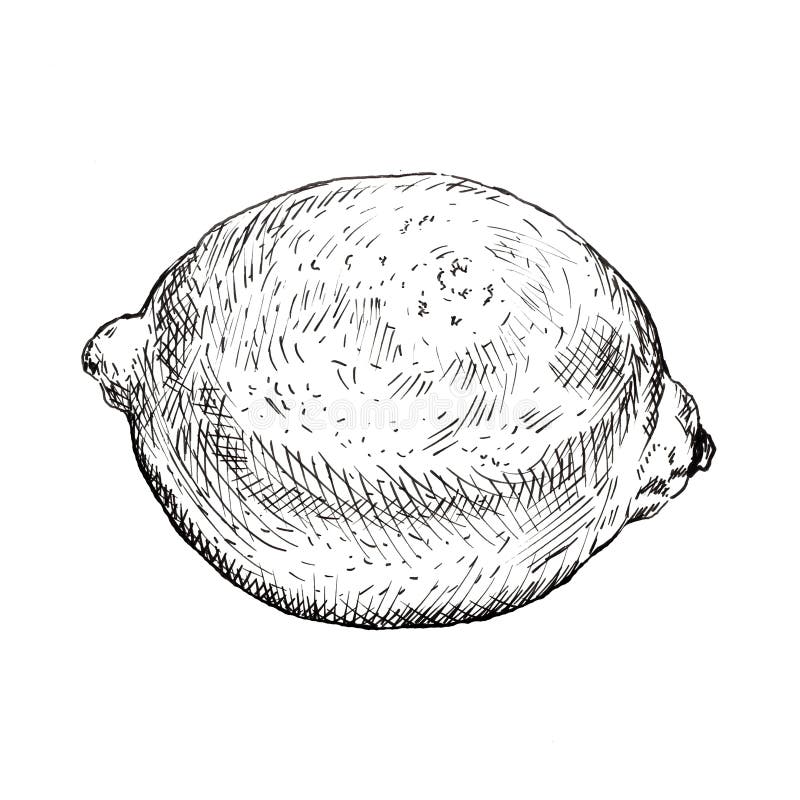 Hand Drawn Ink Lemon Sketch Stock Illustration - Illustration of fresh ...