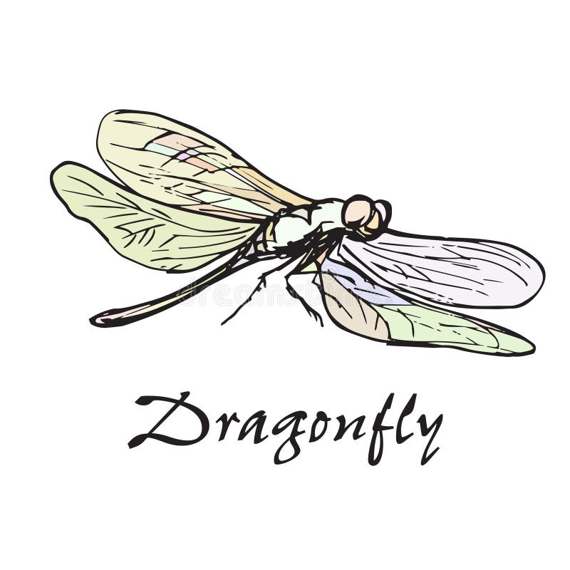 Hand Drawn with Ink Pen Dragonfly. Stock Vector - Illustration of black ...