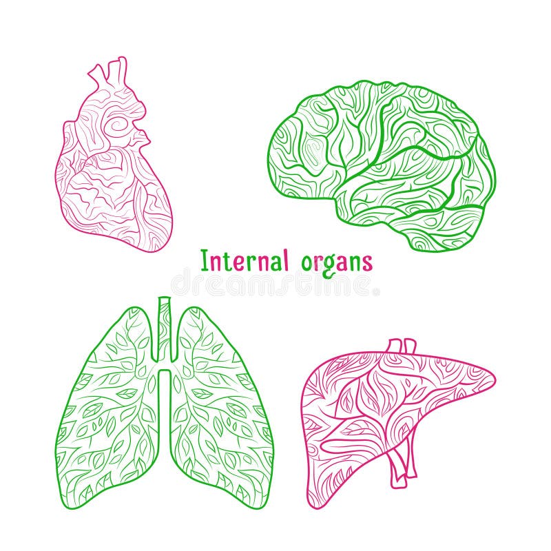 Hand Drawn Internal Organs. Stock Vector - Illustration of green ...