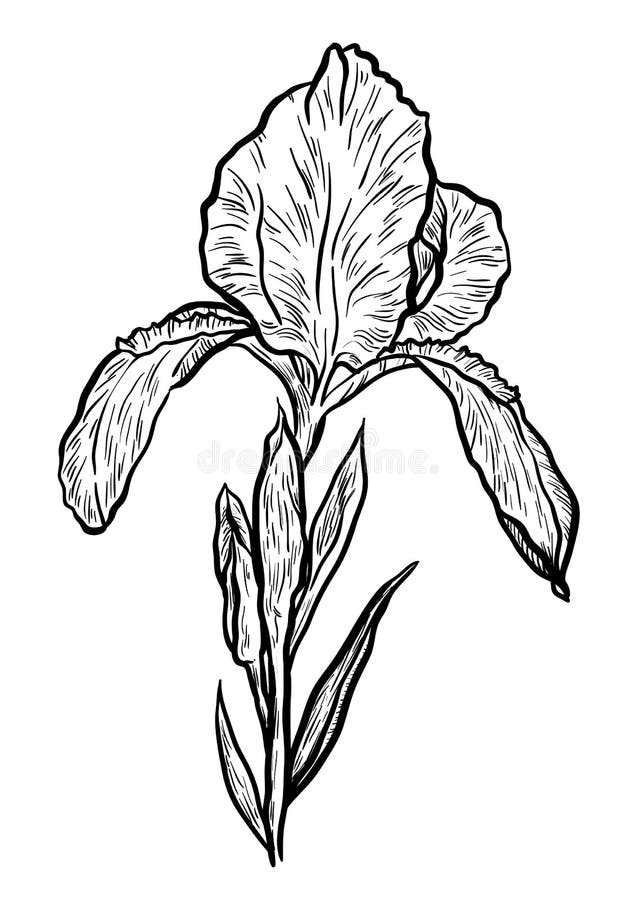 Hand-drawn Iris Set in Vector on White Background. Stock Vector ...