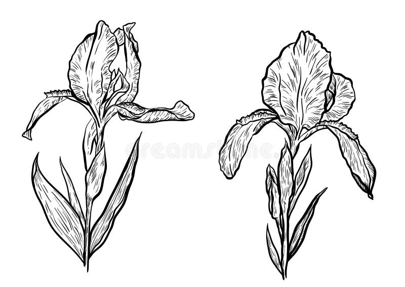 Hand-drawn Iris Set in Vector on White Background. Stock Vector ...