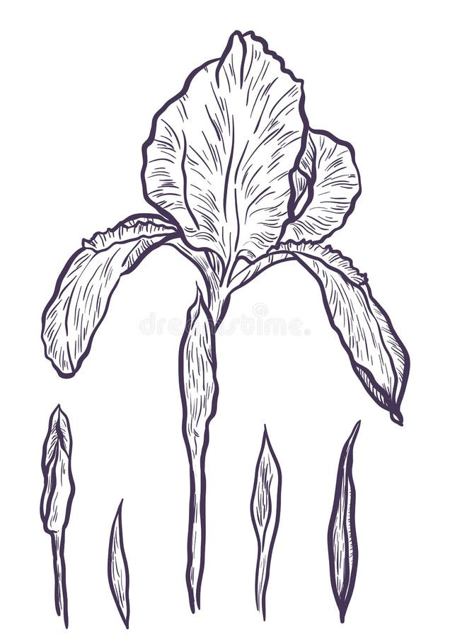 Hand-drawn Iris Set in Vector on White Background. Stock Vector ...