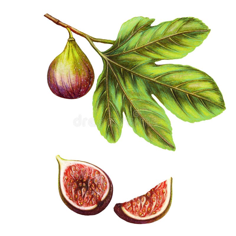 Hand Drawn Isolated Botanical Illustration of Figs Stock Illustration ...