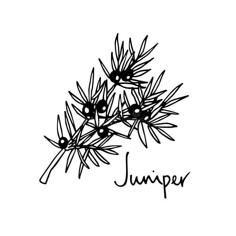 Hand drawn juniper twig stock vector. Illustration of nature - 99290668