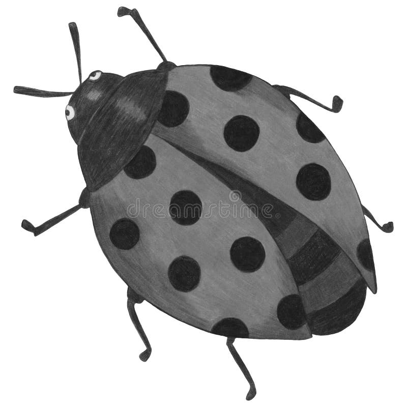 Hand Drawn Ladybug Isolated on White Background. Stock Illustration ...