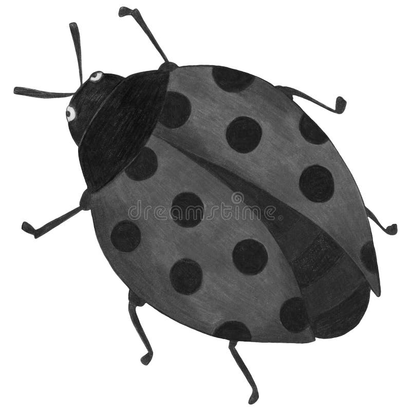 Hand Drawn Ladybug Isolated on White Background. Stock Illustration ... Hand Drawn Ladybug Isolated on White Background. Stock Illustration ...