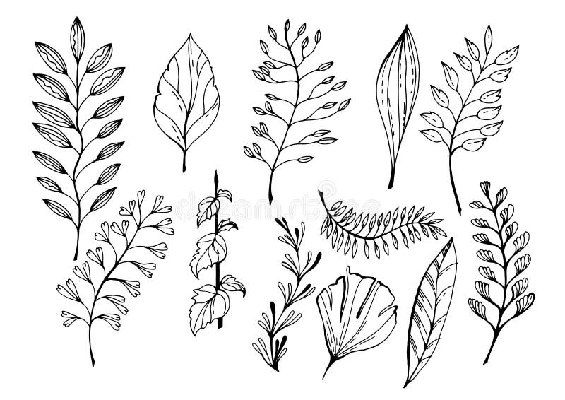 Hand drawn leaf stock vector. Illustration of flora - 132236616