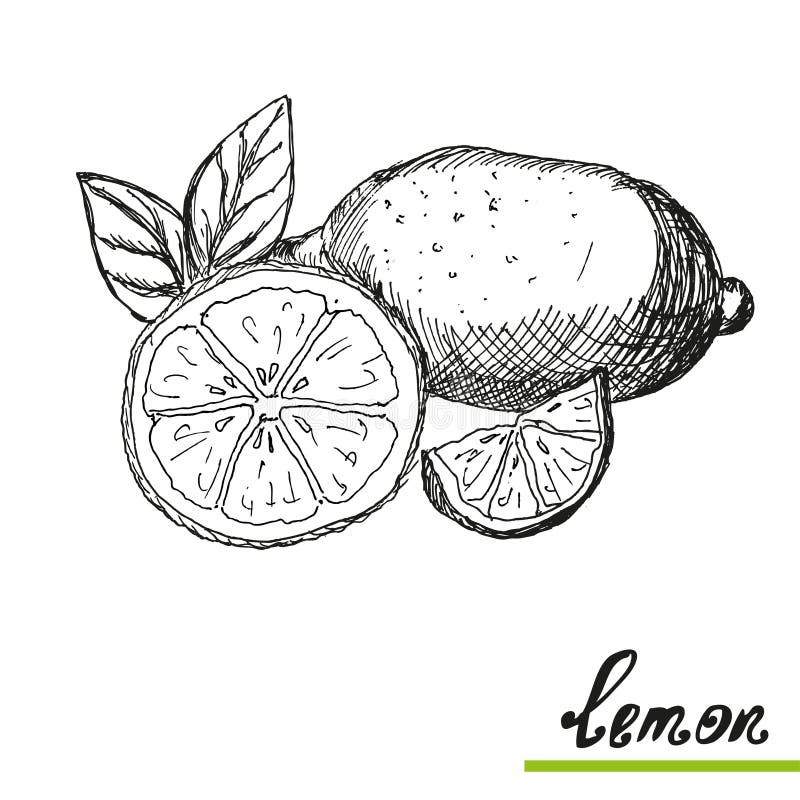 Hand drawn lemon fruits stock vector. Illustration of icon - 48776249