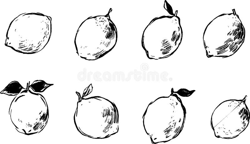 Hand-Drawn Lemon Illustrations Collection Stock Illustration ...
