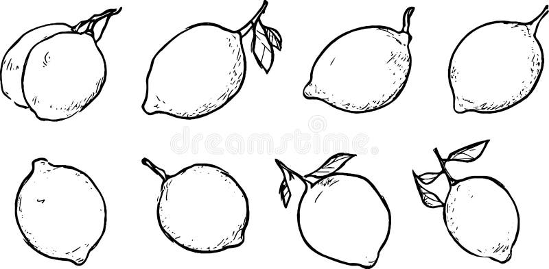 Hand-Drawn Lemon Illustrations Collection Stock Illustration ...