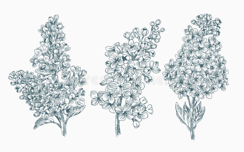 Hand Drawn Line Art Illustration Lilac Flower Stock Vector ...