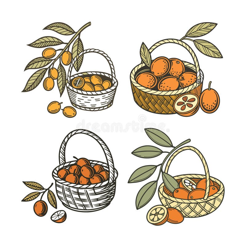 Hand-drawn Loquats with Branch and Basket Vector Illustration Stock ...