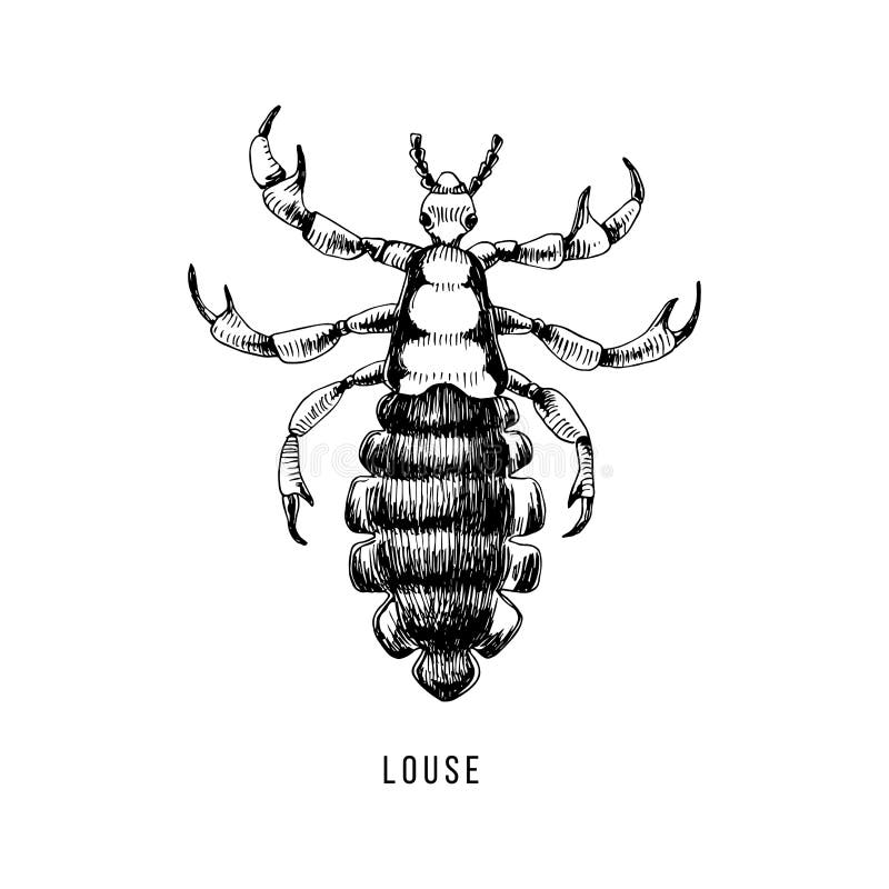 Body Louse Stock Illustrations – 101 Body Louse Stock Illustrations ...