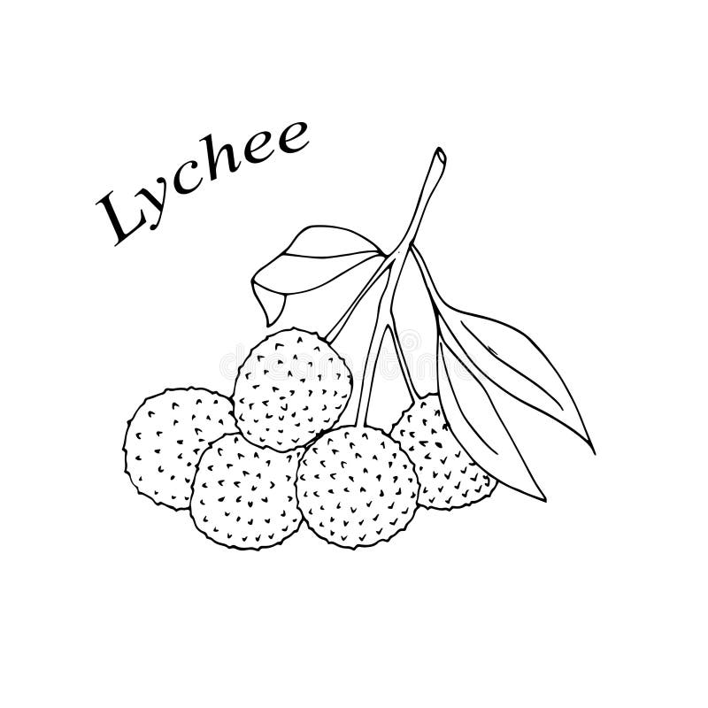 Hand-drawn Lychee Fruit. Vector Illustration in Doodle-style Stock ...