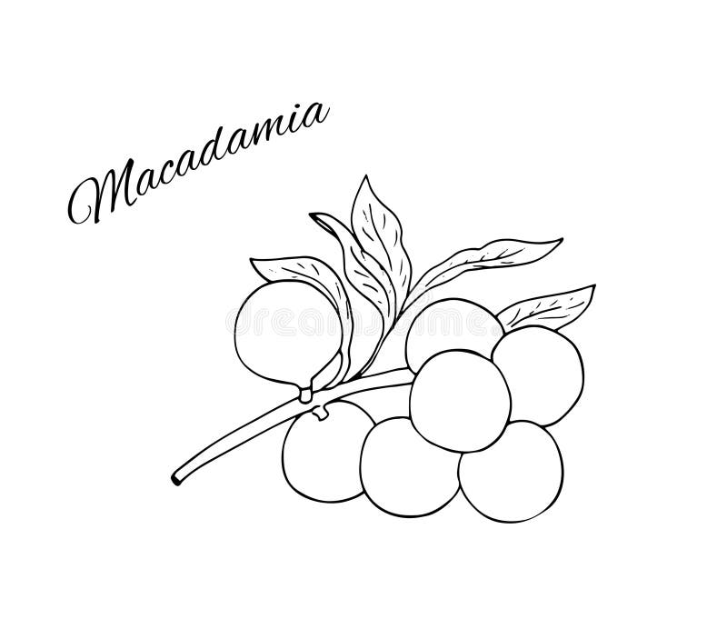 Hand-drawn Macadamia Branch with Nuts and Leaves. Stock Vector ...