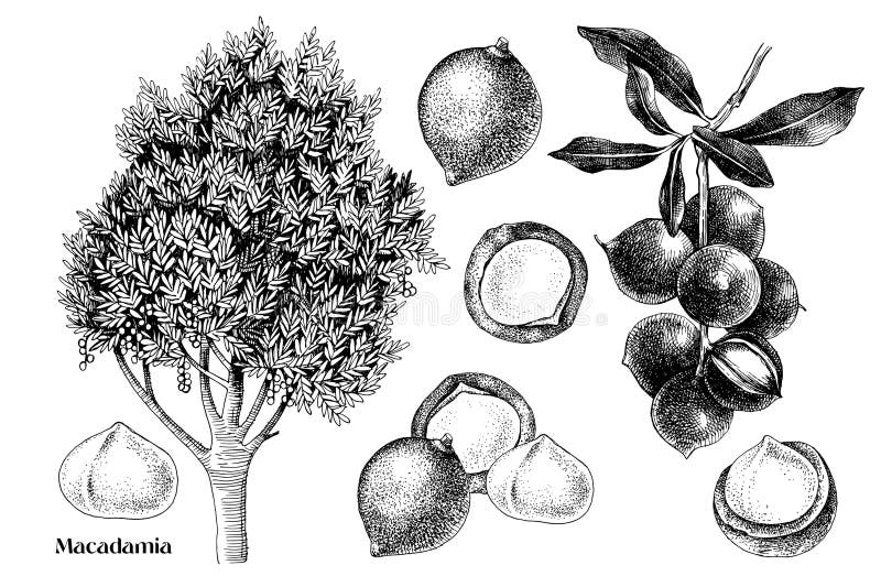 Hand Drawn Macadamia Nuts Vector Set Stock Vector - Illustration of ...