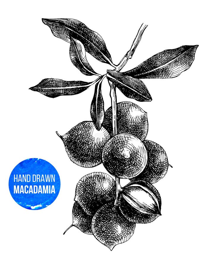 Macadamia Nut and Branch. Black on White Stock Vector - Illustration of ...