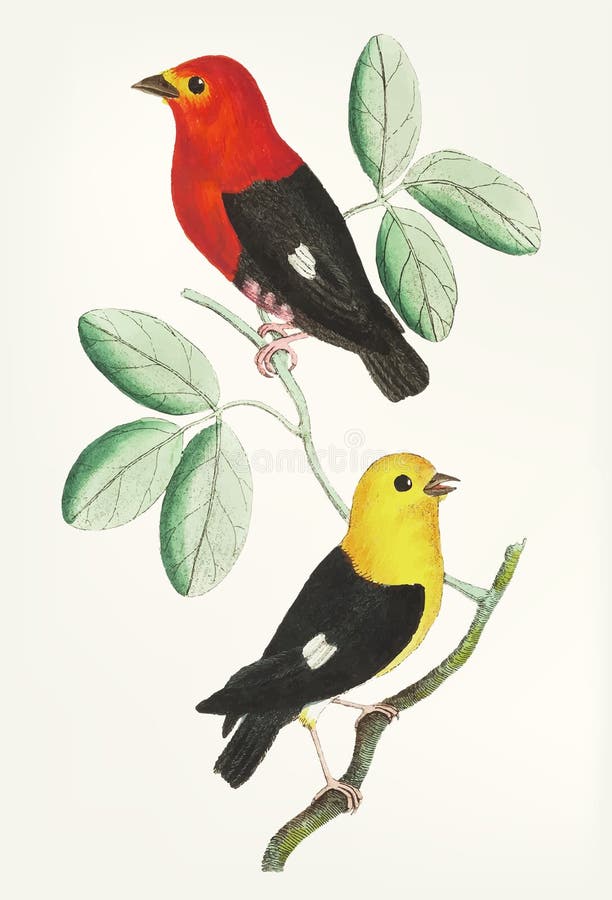 Hand drawn of manakin bird stock illustration. Illustration of design ...