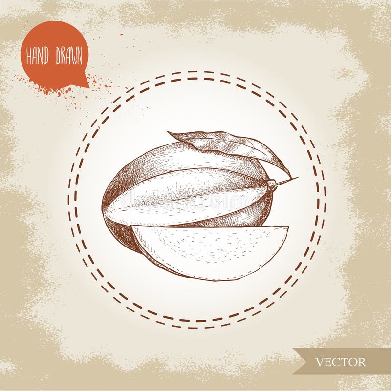 Hand Drawn Mango Stock Illustrations – 3,505 Hand Drawn Mango Stock ...