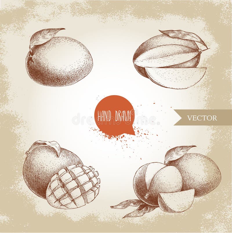 Hand Drawn Mango Fruits Set with Leafs and Mango Slices and Cubes ...