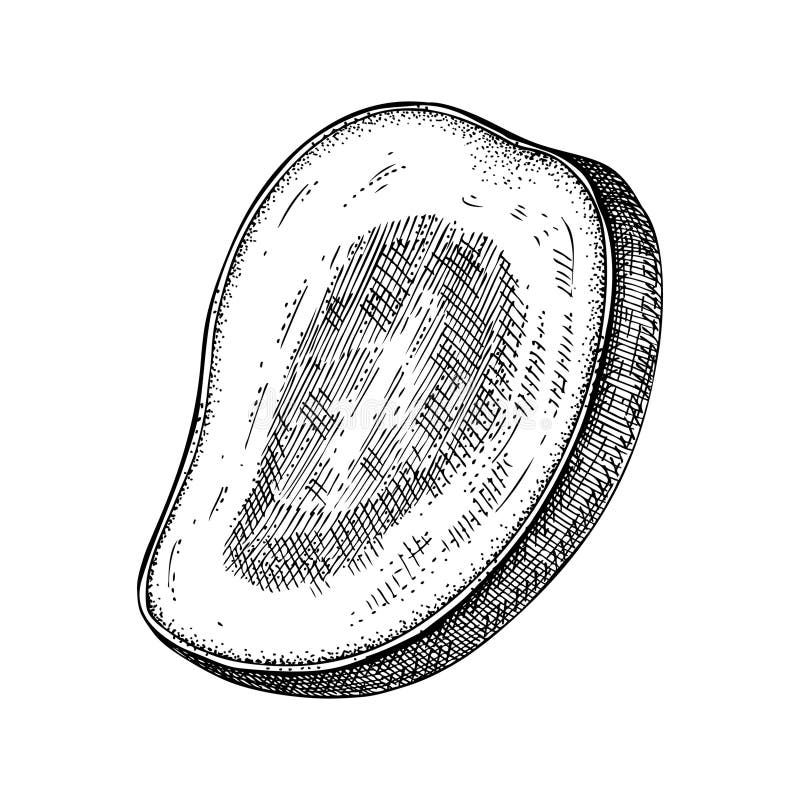 Hand Drawn Mango Sketch. Tropical Fruit Vector Illustration Isolated on ...