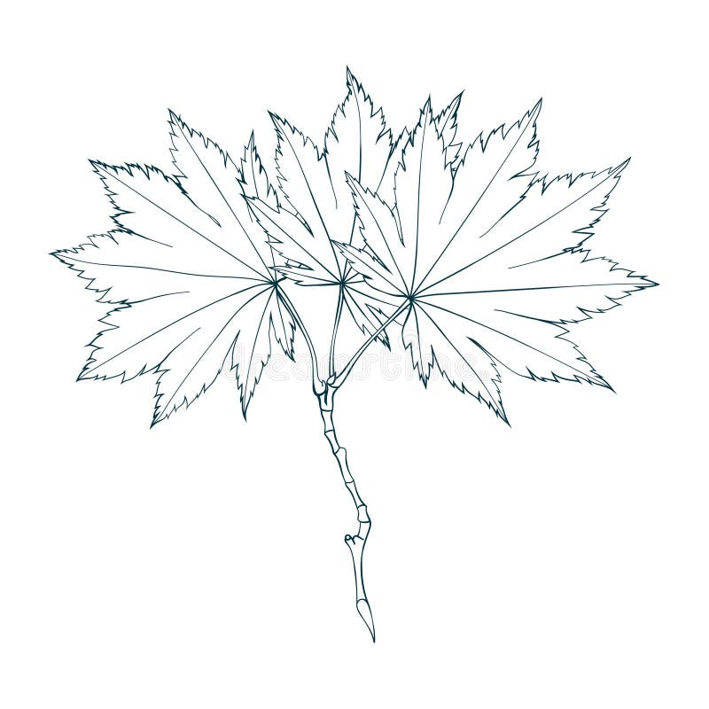 Maple Branch Outline Sketch Stock Illustrations – 1,712 Maple Branch ...