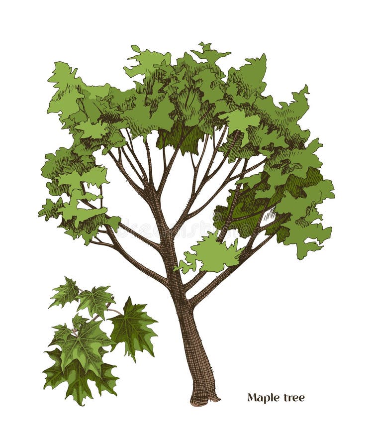Hand Drawn Maple Tree Vector Stock Vector - Illustration of foliage ...