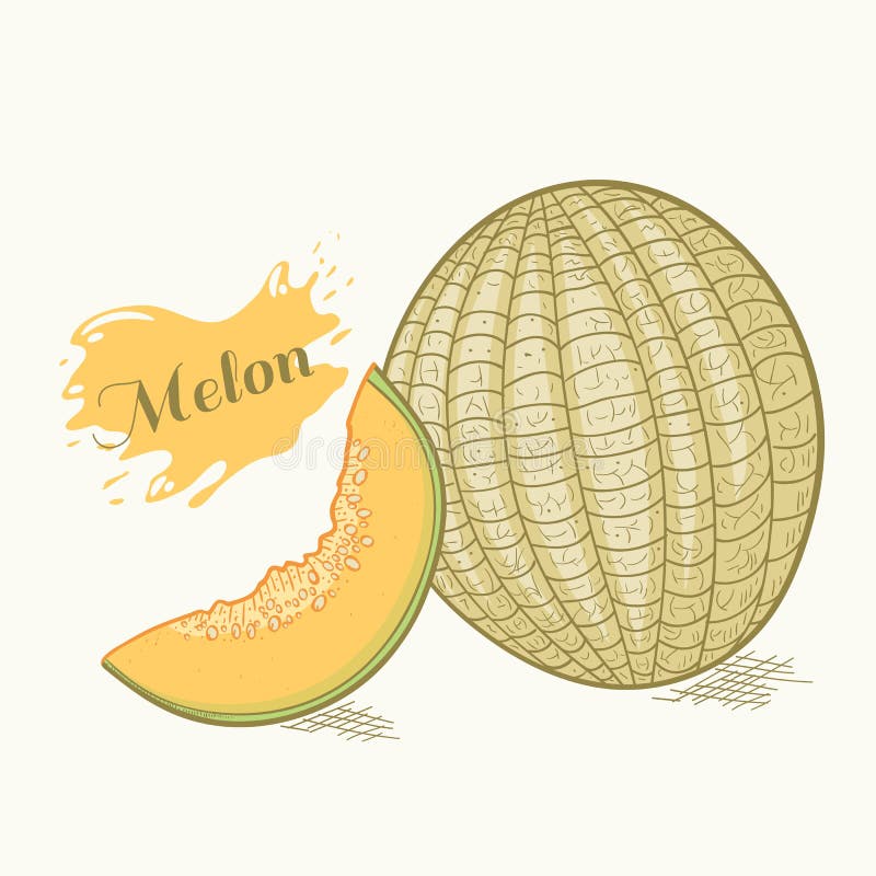 Hand Drawn Melon Vector Illustration Stock Vector - Illustration of ...