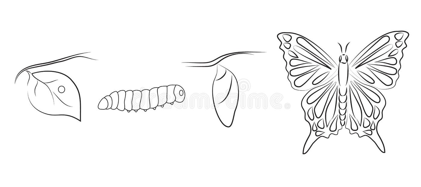 Metamorphosis Stock Illustrations – 15,294 Metamorphosis Stock ...