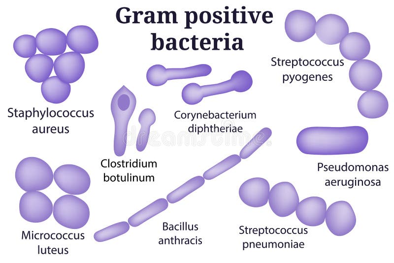 Gram Positive and Gram Negative Bacteria. Coccus, Bacillus, Curved ...