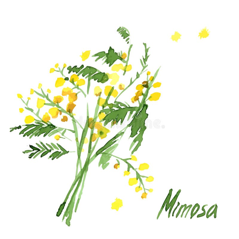 Hand-Drawn Mimosa, Painted in Watercolor Stock Illustration ...