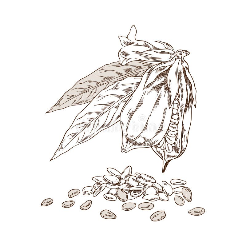 Sesame Seeds Sketch Stock Illustrations – 370 Sesame Seeds Sketch Stock ...