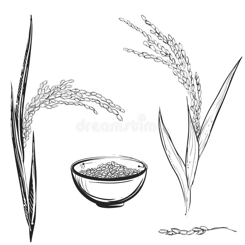 Hand Drawn Monochrome Vector Illustration of Rice Plant, Grain, Cup ...
