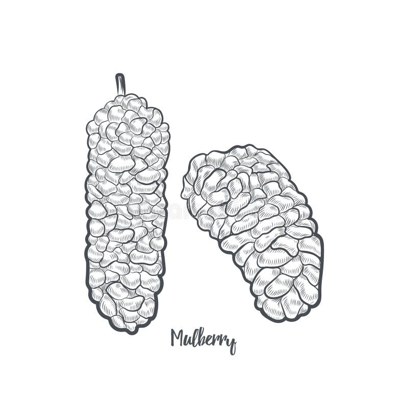 Mulberry Sketch Vector Illustration Stock Vector - Illustration of ...