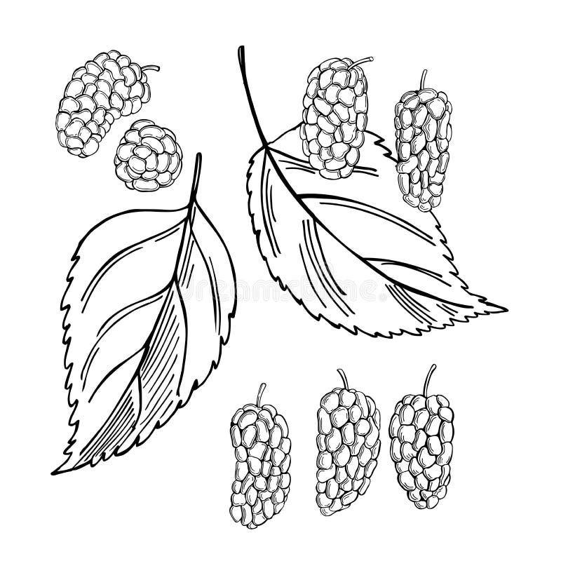 Mulberry Sketch Stock Illustrations – 407 Mulberry Sketch Stock ...